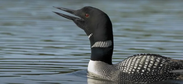 Common Loon: Description, Pictures, Fun Facts I TheBirdPedia
