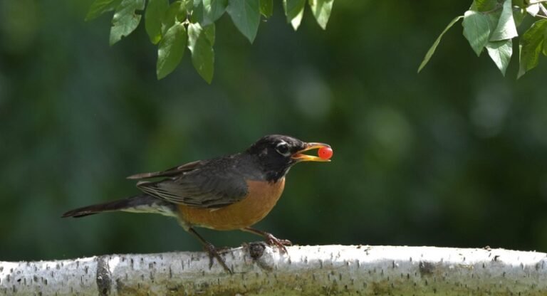 Connecticut State Bird: Pictures & Fun Facts I TheBirdPedia