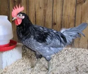 Delaware State Bird: Pictures and Fun Facts I TheBirdPedia