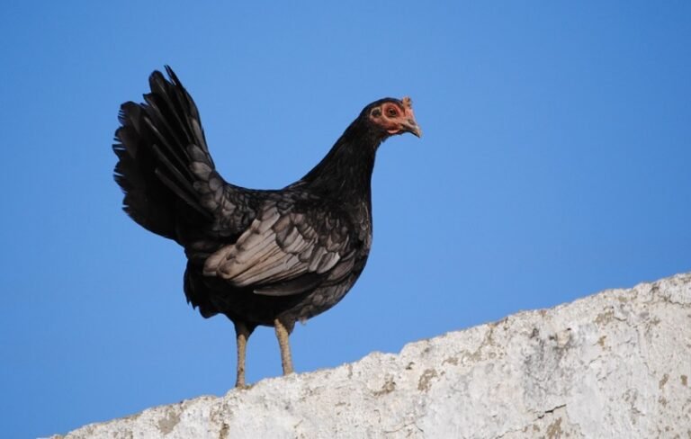 Delaware State Bird: Pictures and Fun Facts I TheBirdPedia