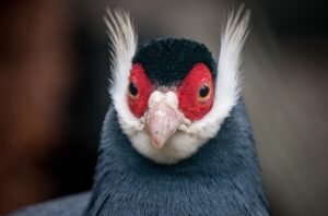 Do Birds Have Ears? All You Need To Know I TheBirdPedia