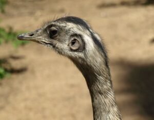 Do Birds Have Ears? All You Need To Know I TheBirdPedia