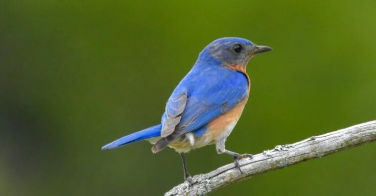 Eastern Bluebird: Description, Pictures, & Fun Facts