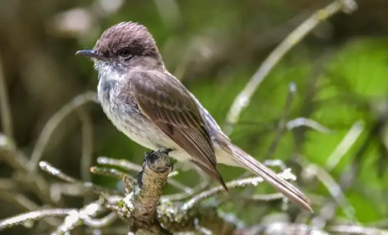 Eastern Phoebe: Description, Pictures, & Fun Facts