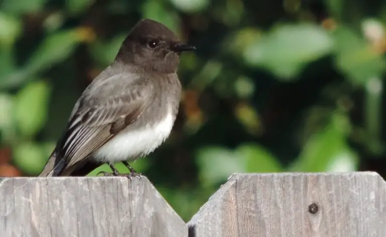 Eastern Phoebe: Description, Pictures, & Fun Facts