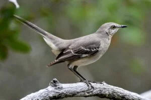 Florida State Bird: Description, Pictures, & Fun Facts
