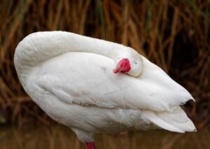 How Do Birds Sleep? All You Need To Know I TheBirdPedia