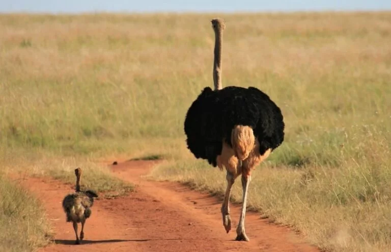 How Fast Can an Ostrich Run? All You Need To Know