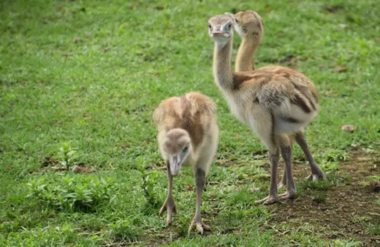 How Fast Can an Ostrich Run? All You Need To Know