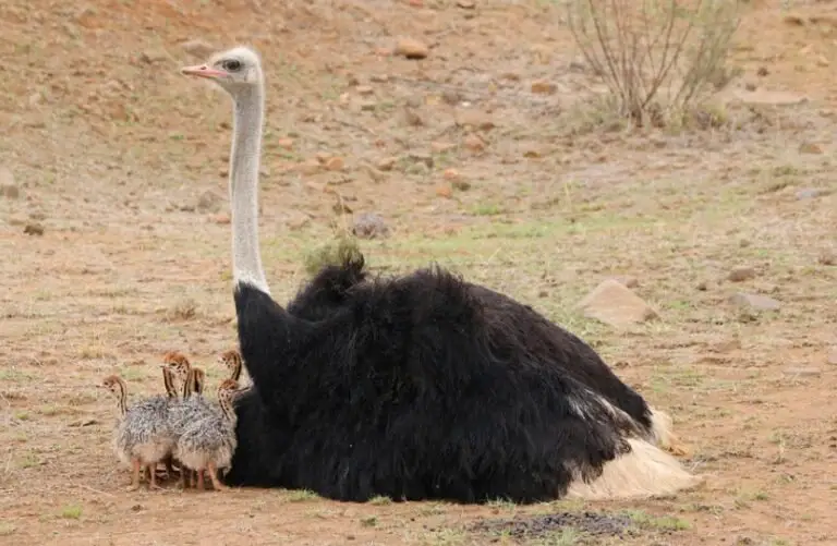 How Fast Can an Ostrich Run? All You Need To Know