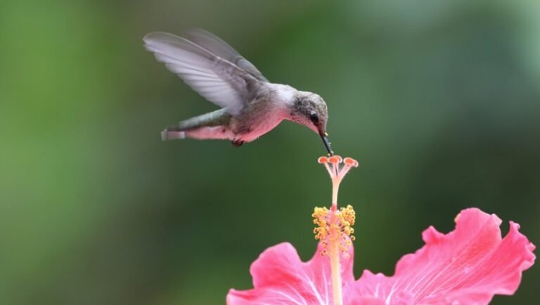 Hummingbirds In Georgia: All You Need To Know I TheBirdPedia
