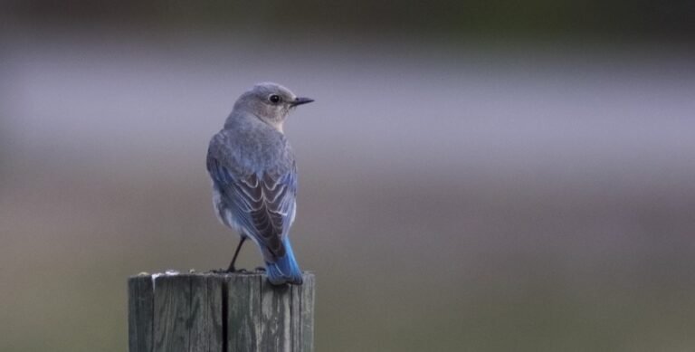 Idaho State Bird: Pictures and Fun Facts I TheBirdPedia