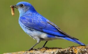 Idaho State Bird: Pictures and Fun Facts I TheBirdPedia