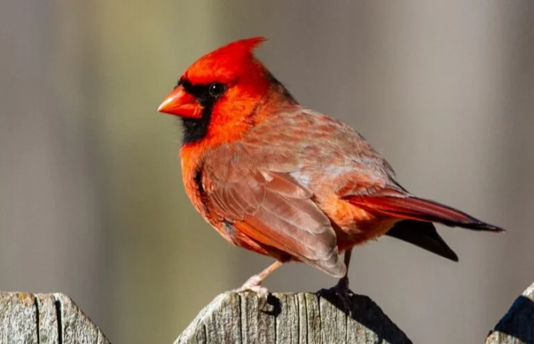 Indiana State Bird: Description, Pictures, & Fun Facts