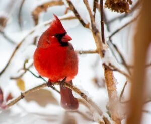 Indiana State Bird: Description, Pictures, & Fun Facts