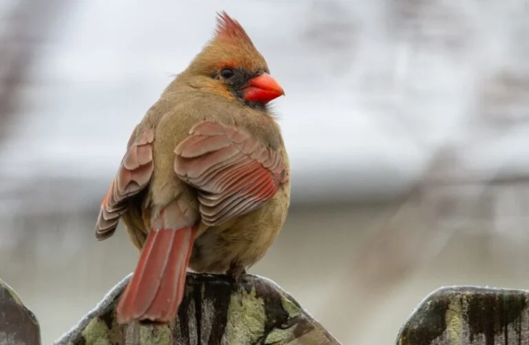 Indiana State Bird: Description, Pictures, & Fun Facts