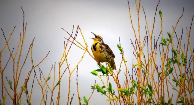 Kansas State Bird: Pictures and Fun Facts I TheBirdPedia