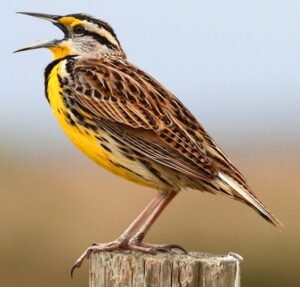 Kansas State Bird: Pictures and Fun Facts I TheBirdPedia