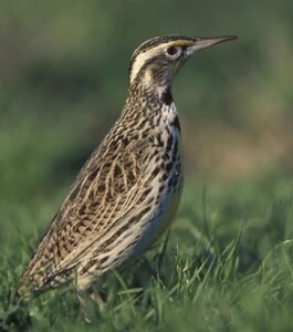 Kansas State Bird: Pictures and Fun Facts I TheBirdPedia