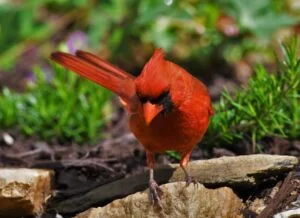 Kentucky State Bird: Pictures and Fun Facts I TheBirdPedia