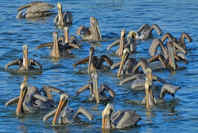 Louisiana State Bird: All You Need To Know I TheBirdPedia