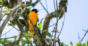 Maryland State Bird: Pictures and Fun Facts I TheBirdPedia