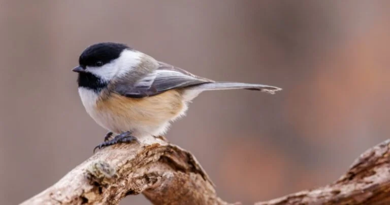 Massachusetts State Bird: Pictures, Fun Facts I TheBirdPedia