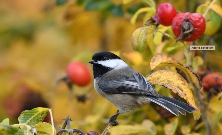 Massachusetts State Bird: Pictures, Fun Facts I TheBirdPedia