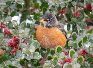 Michigan State Bird: Pictures, & Fun Facts I TheBirdPedia