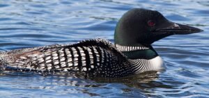 Minnesota State Bird: Pictures and Fun Facts I TheBirdPedia