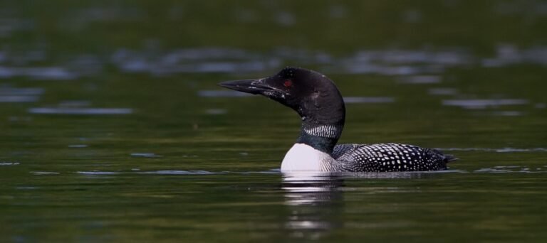 Minnesota State Bird: Pictures and Fun Facts I TheBirdPedia