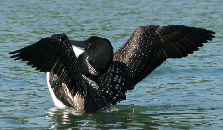 Minnesota State Bird: Pictures and Fun Facts I TheBirdPedia