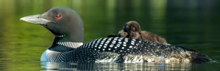 Minnesota State Bird: Pictures and Fun Facts I TheBirdPedia