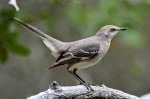 Mississippi State Bird: Pictures & Fun Facts I TheBirdPedia