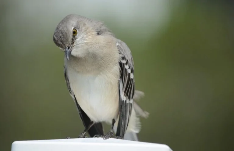 Mississippi State Bird: Pictures & Fun Facts I TheBirdPedia