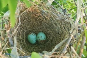 Mississippi State Bird: Pictures & Fun Facts I TheBirdPedia