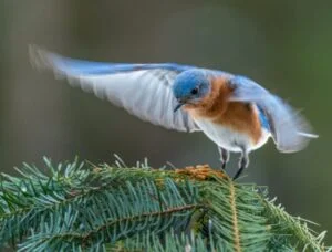 Missouri State Bird: Pictures and Fun Facts I TheBirdPedia