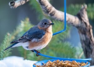 Missouri State Bird: Pictures and Fun Facts I TheBirdPedia