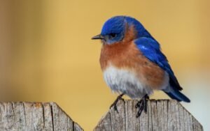 New York State Bird: Description, Pictures, & Fun Facts