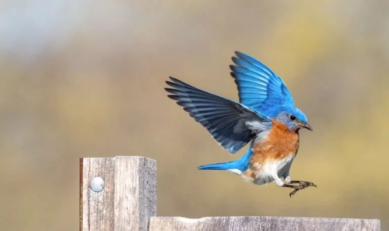 New York State Bird: Description, Pictures, & Fun Facts