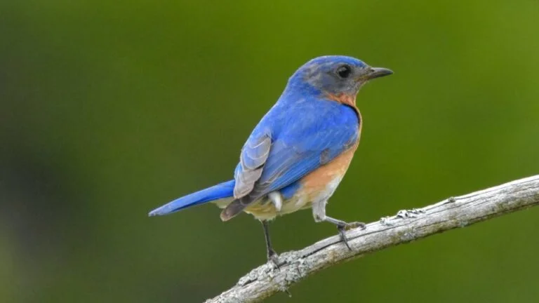 New York State Bird: Description, Pictures, & Fun Facts