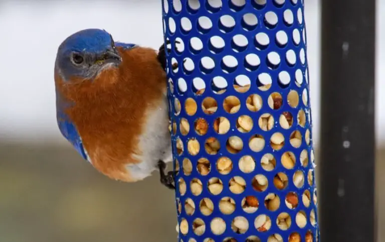 New York State Bird: Description, Pictures, & Fun Facts