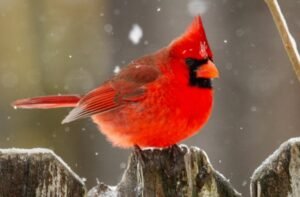 Ohio State Bird: Pictures, and Fun Facts I TheBirdPedia