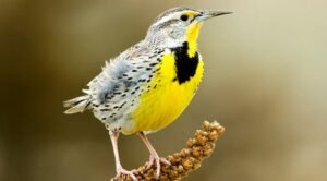 Oregon State Bird: Description, Pictures, & Fun Facts