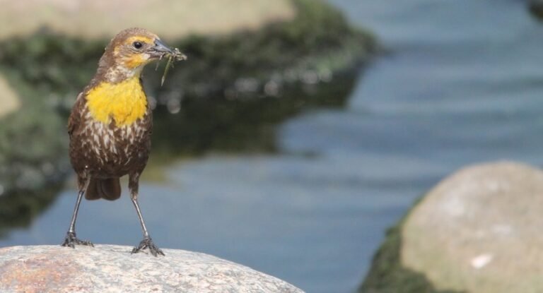 Oregon State Bird: Description, Pictures, & Fun Facts