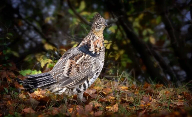 Pennsylvania State Bird: Pictures, Fun Facts I TheBirdPedia