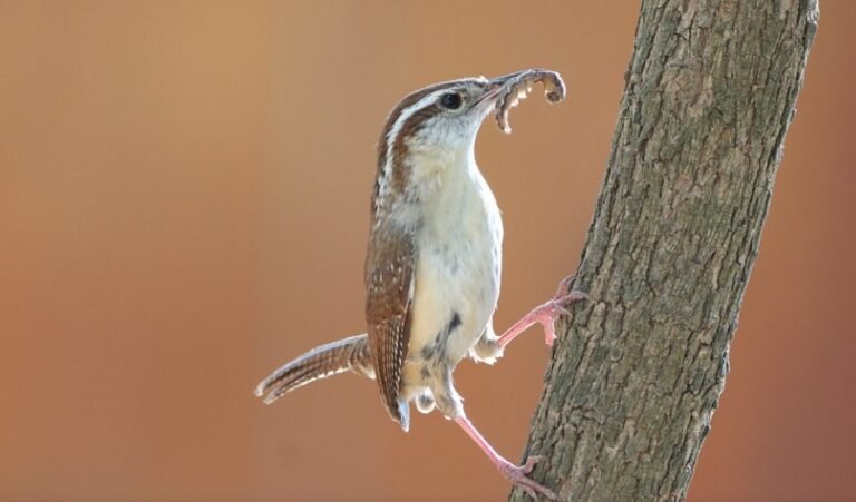 South Carolina State Bird: Pictures, Fun Fact I TheBirdPedia
