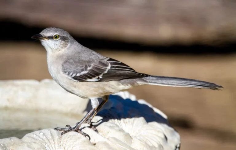 Tennessee State Bird: Pictures, & Fun Facts I TheBirdPedia