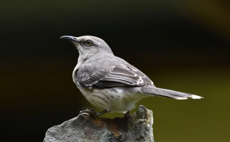 Tennessee State Bird: Pictures, & Fun Facts I TheBirdPedia