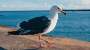 Utah State Bird: Pictures and Fun Facts I TheBirdPedia